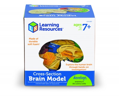 Cross-Section Brain Model for Anatomy Study | Ages 7-11