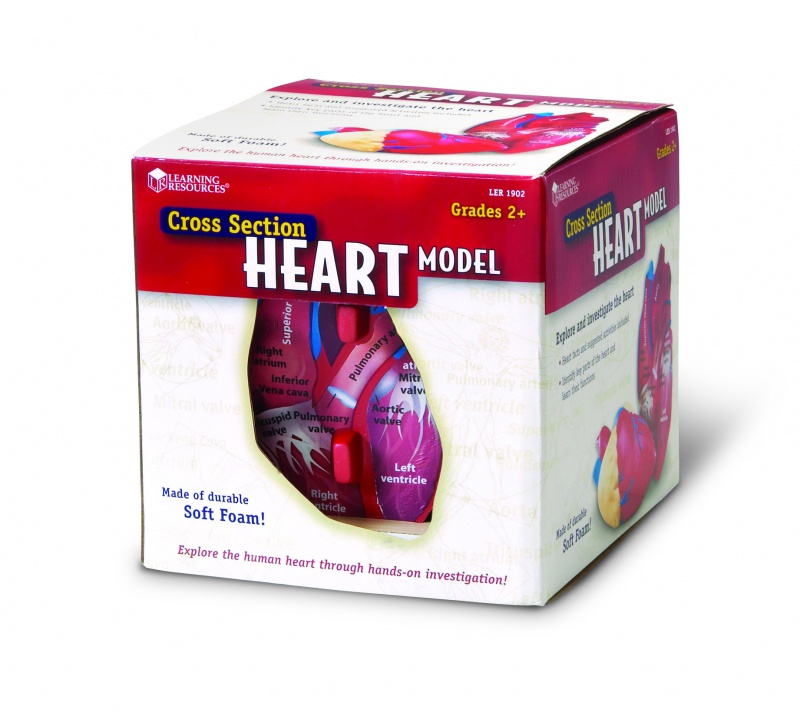 Cross-Section Human Heart Model
