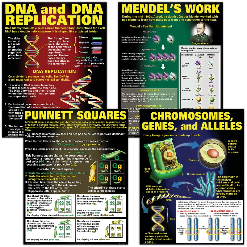 DNA & Heredity Teaching Poster Set – McDonald Publishing
