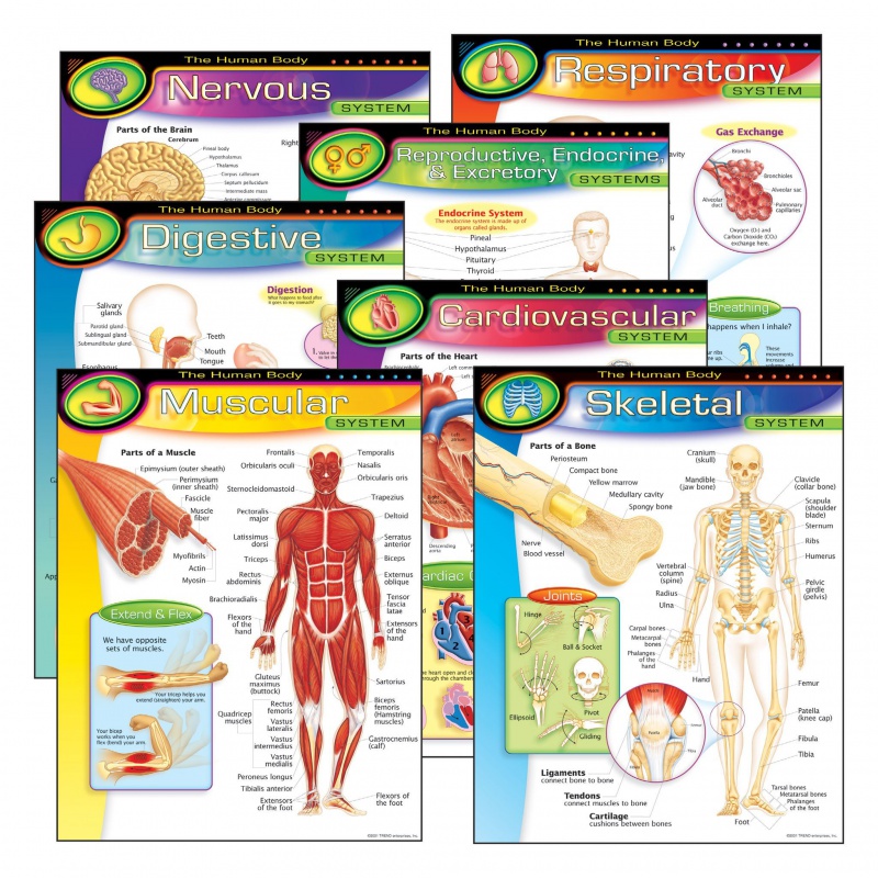 The Human Body Learning Chart Combo Pack