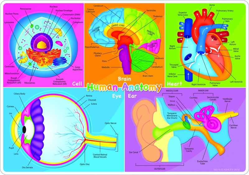 Smart Poly Wipe Off Double-Sided Learning Mat – Ashley Inc.